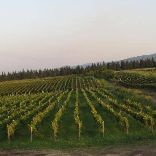 Papari Valley | techologie des 3 terrasses | Vin de Géorgie
