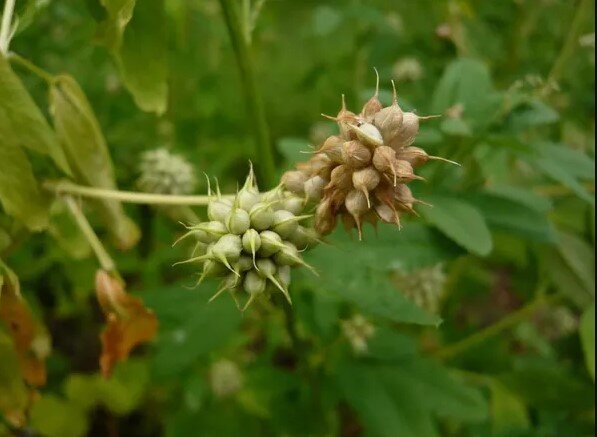 Épice : Utskho Suneli | Fenugrec bleu | Géorgie
